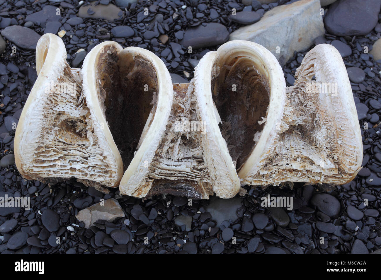 Basking shark vertebrae Stock Photo - Alamy