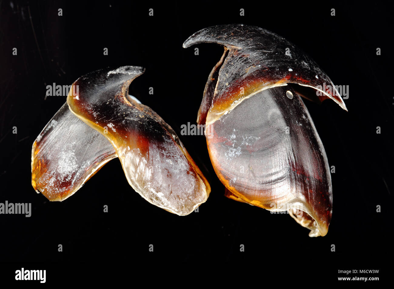 Common cuttlefish beak hi-res stock photography and images - Alamy