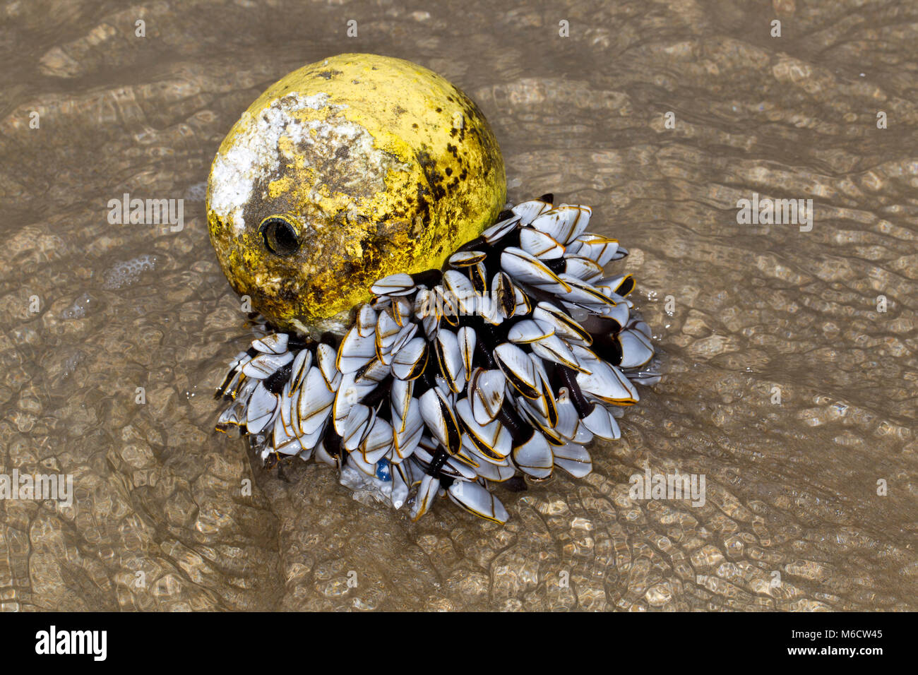Common Goose barnacles Lepas anatifera Stock Photo - Alamy