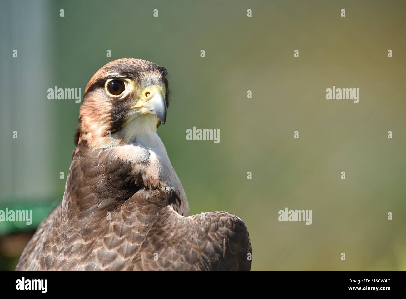 Peregrine Falcon (family: Falconidae) close up with head and shoulders ...