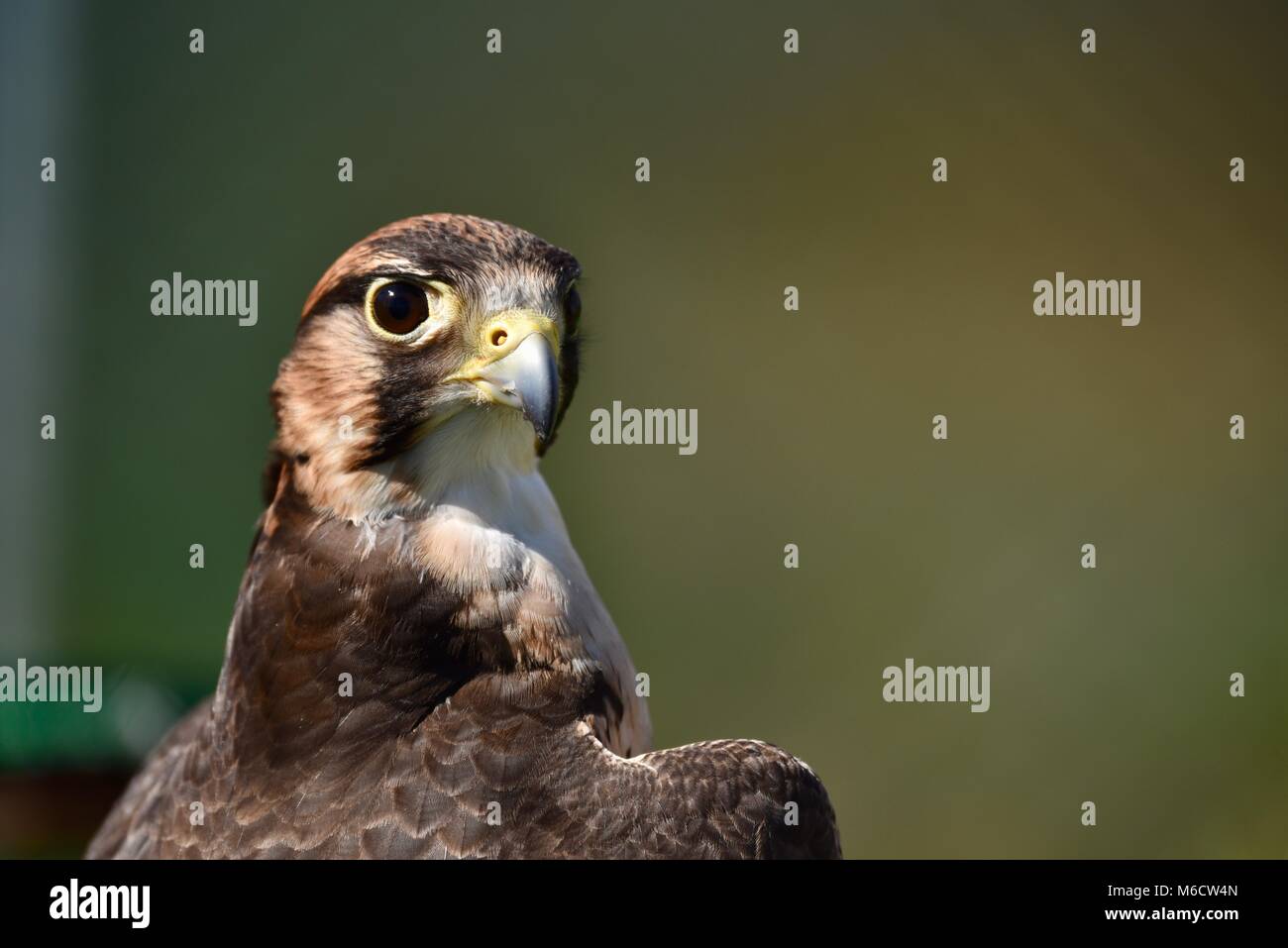 Peregrine Falcon (family: Falconidae) close up with head and shoulders ...