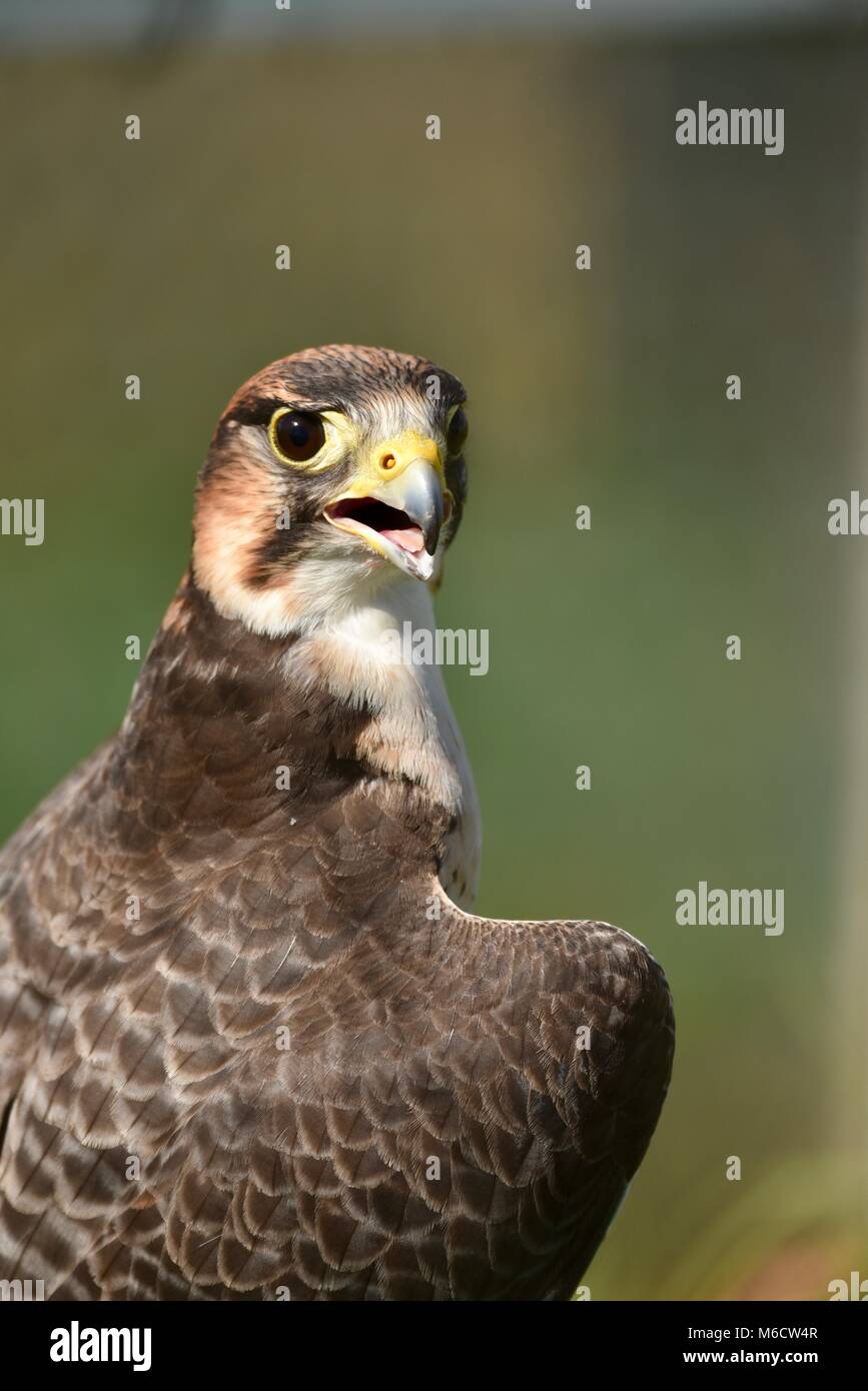 Peregrine Falcon (family: Falconidae) close up with head and shoulders ...