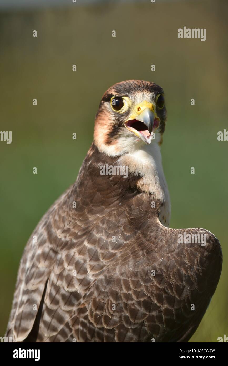 Peregrine Falcon (family: Falconidae) close up with head and shoulders ...