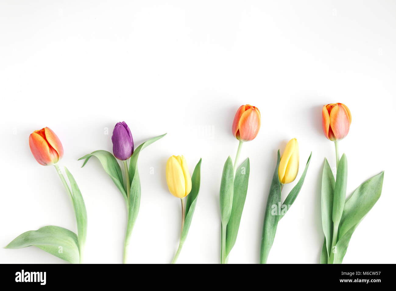 From above different colored tulip flowers on white background Stock ...
