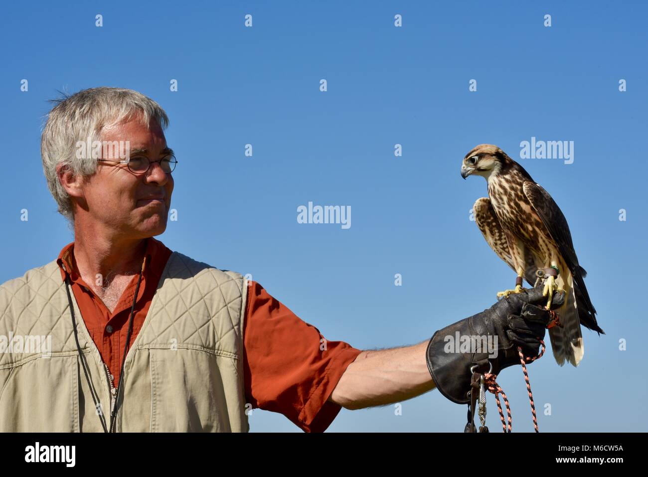 Naturalist and trainer holding Peregrine Falcon (family: Falconidae ...