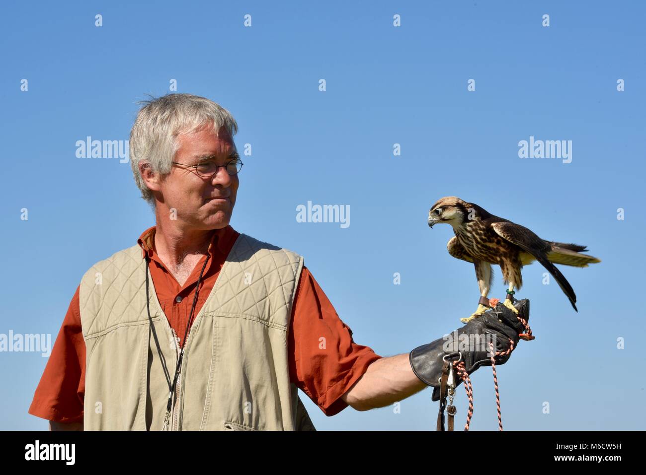 Naturalist and trainer holding Peregrine Falcon (family: Falconidae ...