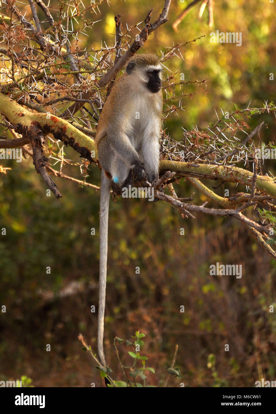 Black faced velvet monkey (Chlorocebus pygerythrus) sitting in a tree ...