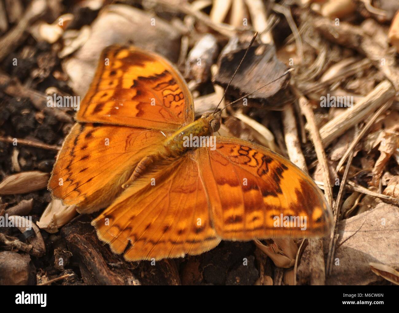 A beautiful Common Leopard Butterfly (Phalanta phalantha) sunning ...
