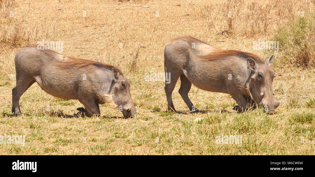 A male and female pair of Common warthog (Phacochoerus africanus ...