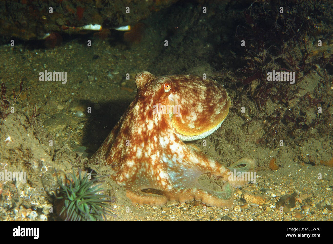 Curled Octopus Eledone cirrhosa Stock Photo - Alamy