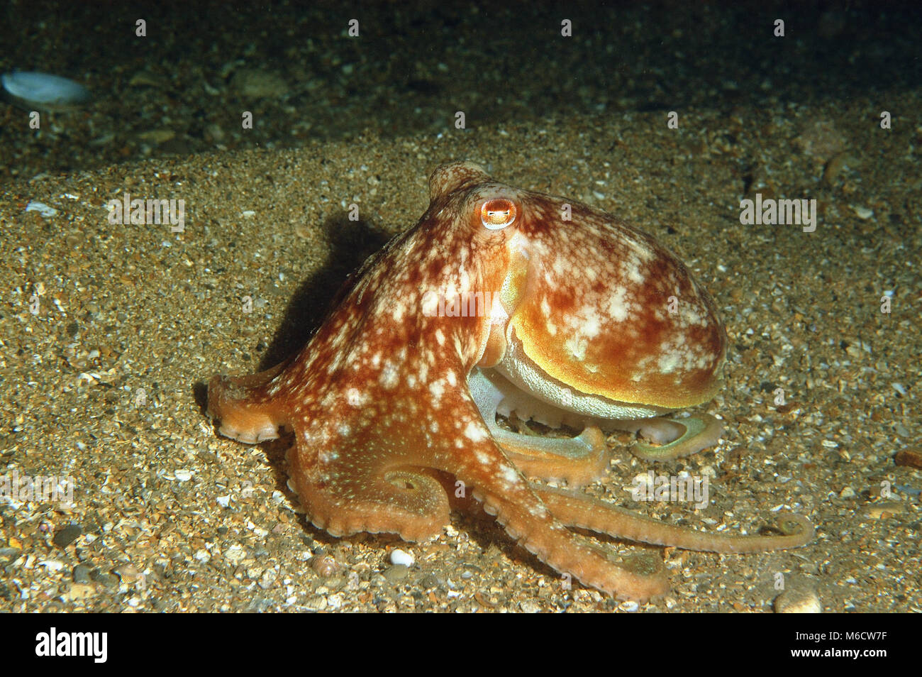 Octopus underwater british hi-res stock photography and images - Alamy