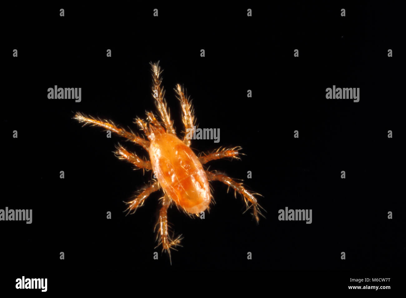 Mite Cythydrolaelaps hirtus Stock Photo - Alamy