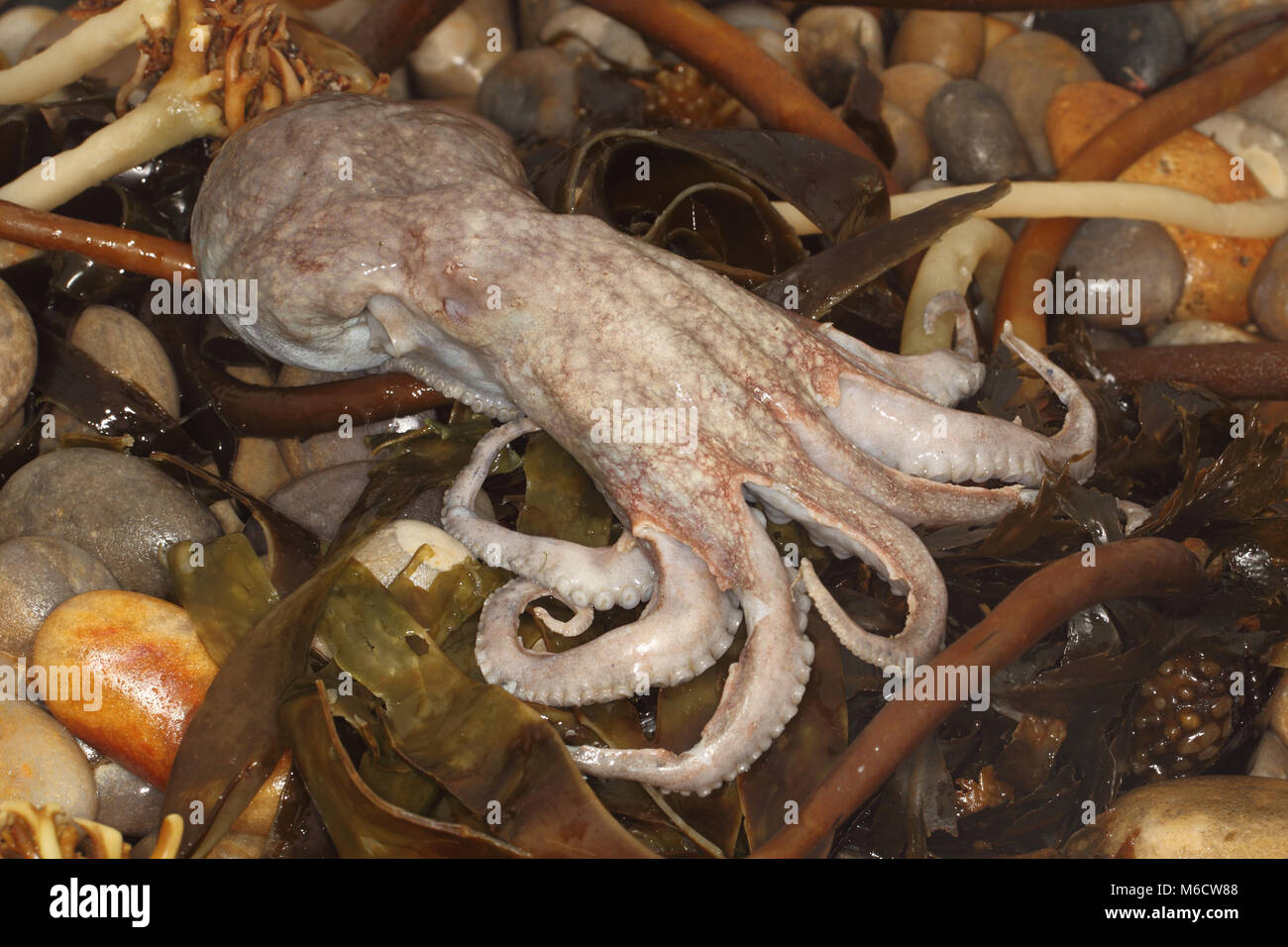 Dead octopus hi-res stock photography and images - Alamy