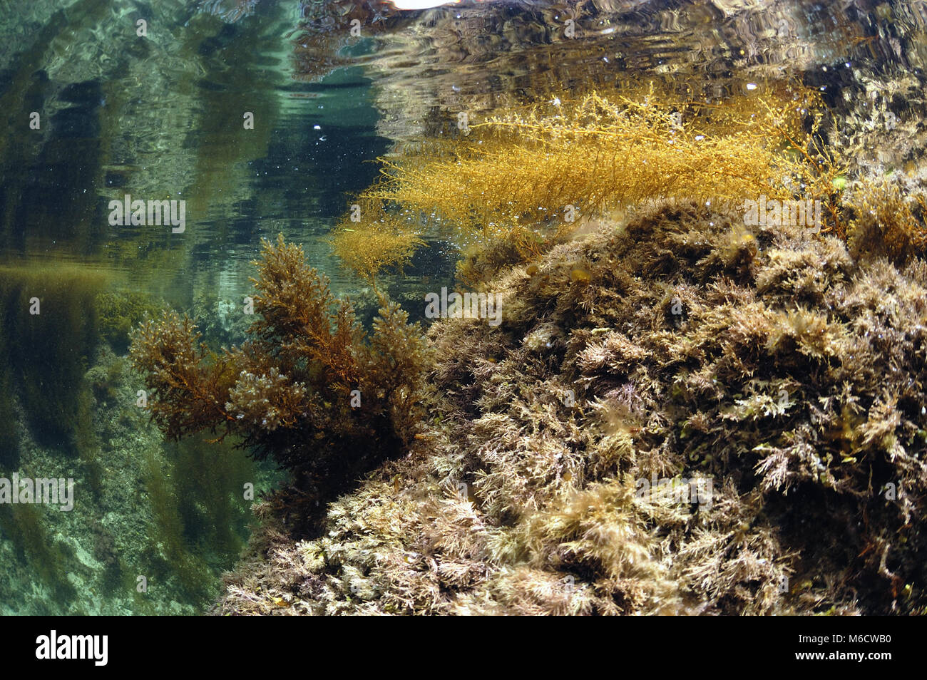 Cornish rockpool hi-res stock photography and images - Alamy