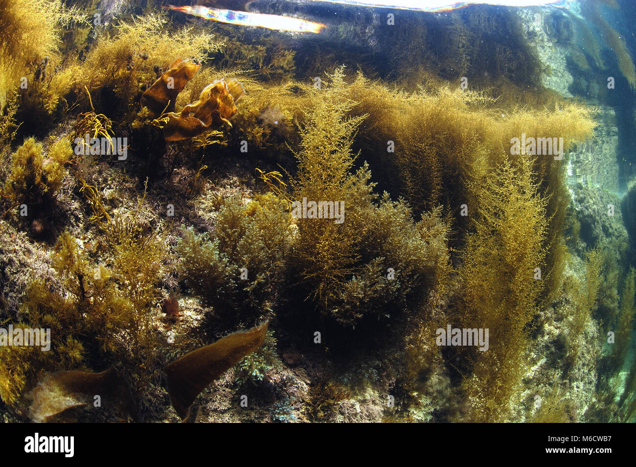 Rockpools rockpooling hi-res stock photography and images - Alamy