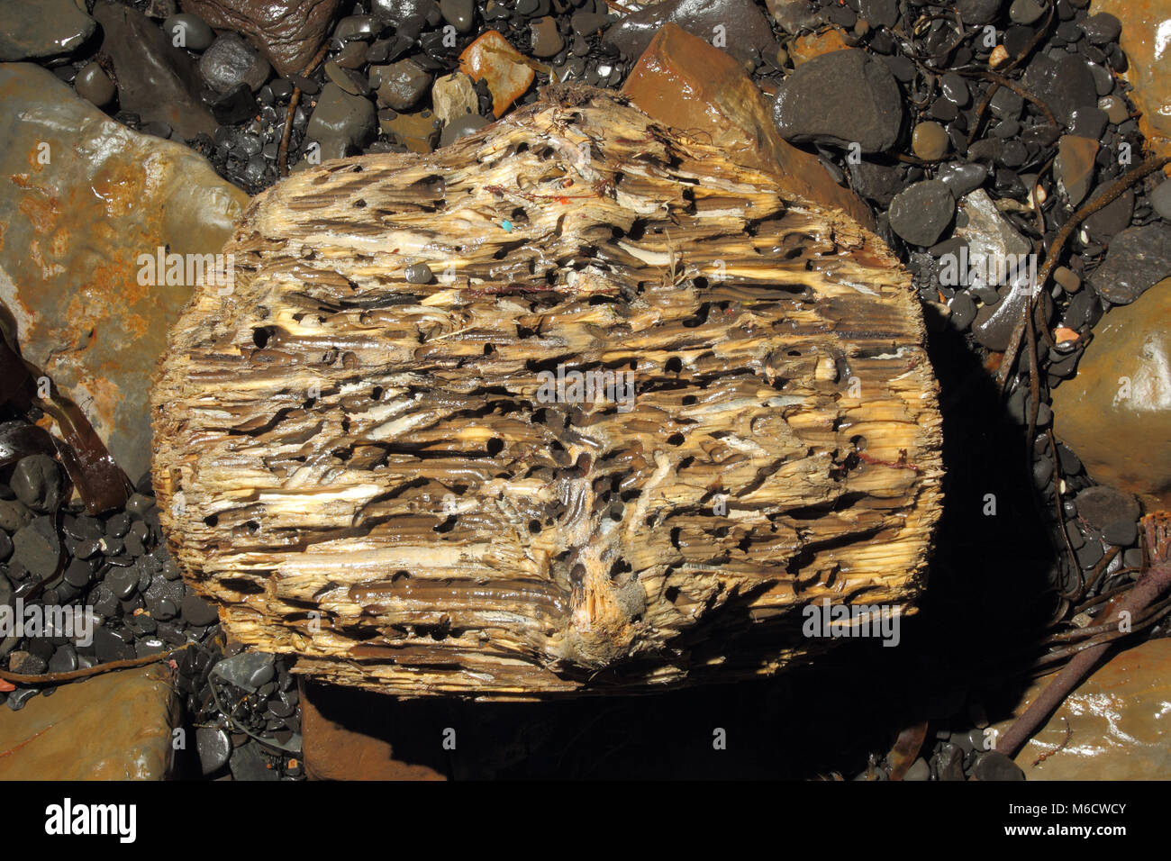 Shipworm hi-res stock photography and images - Alamy