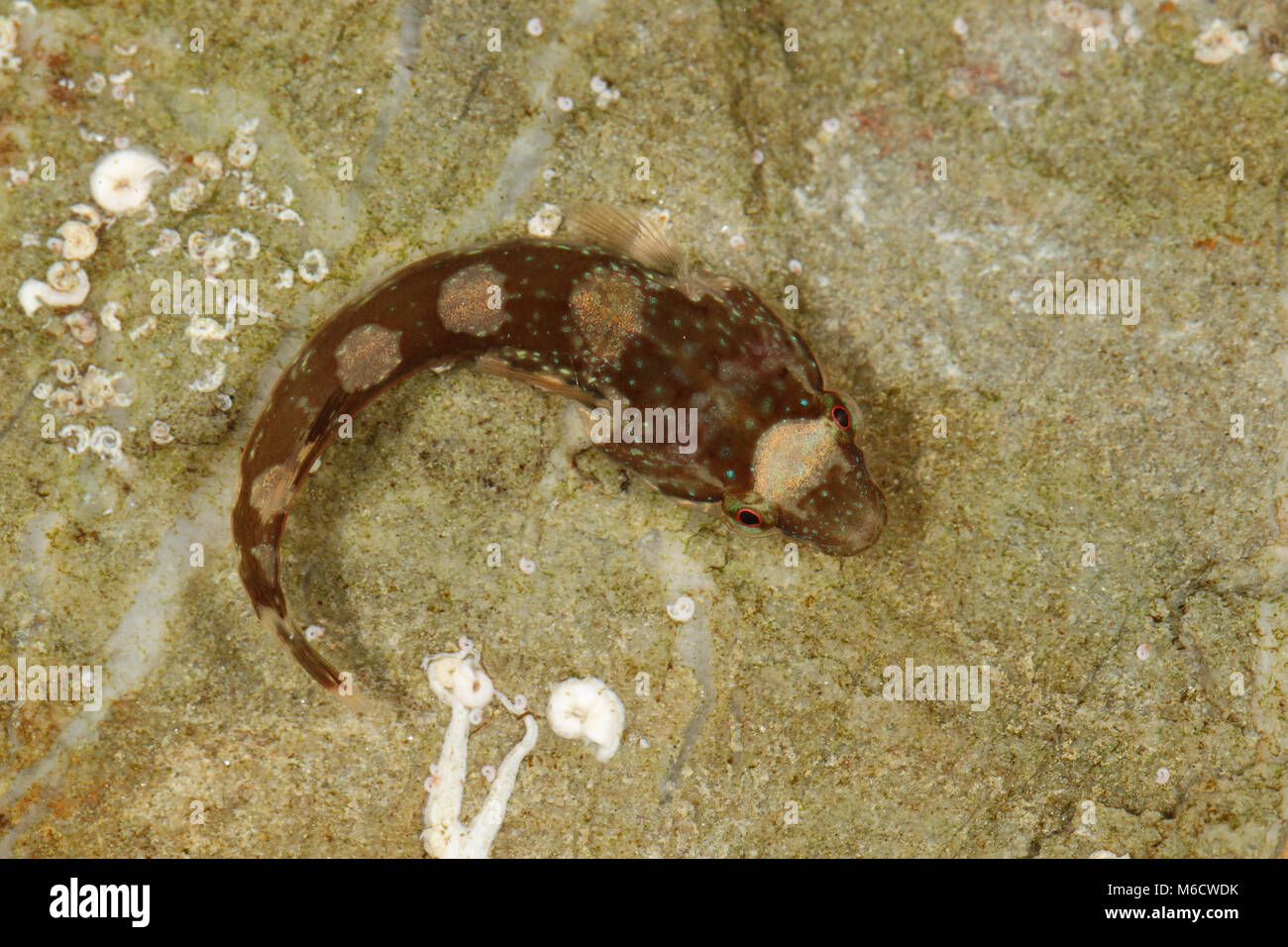 Small headed clingfish Stock Photo - Alamy