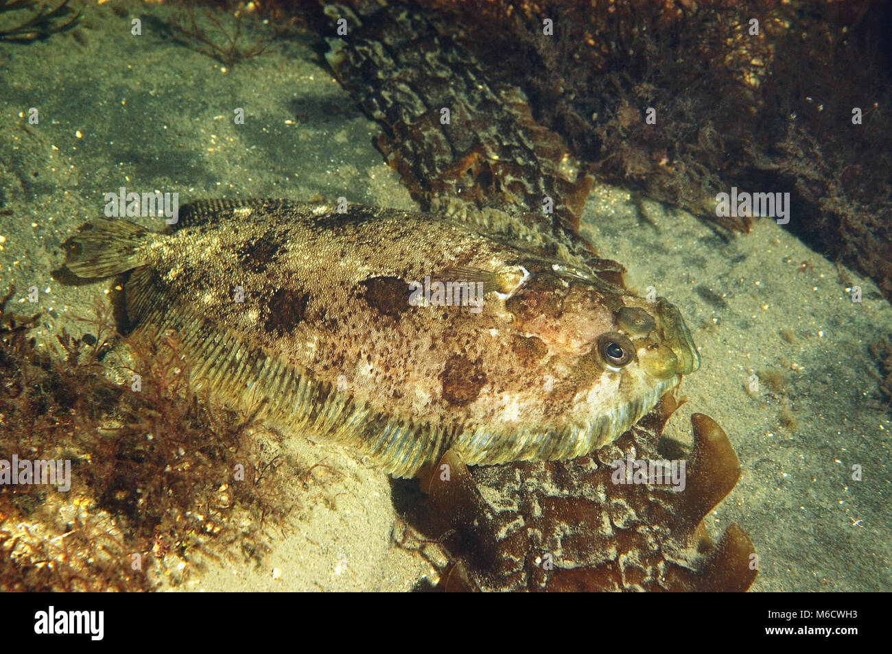 Topknot Zeugopterus punctatus Stock Photo - Alamy