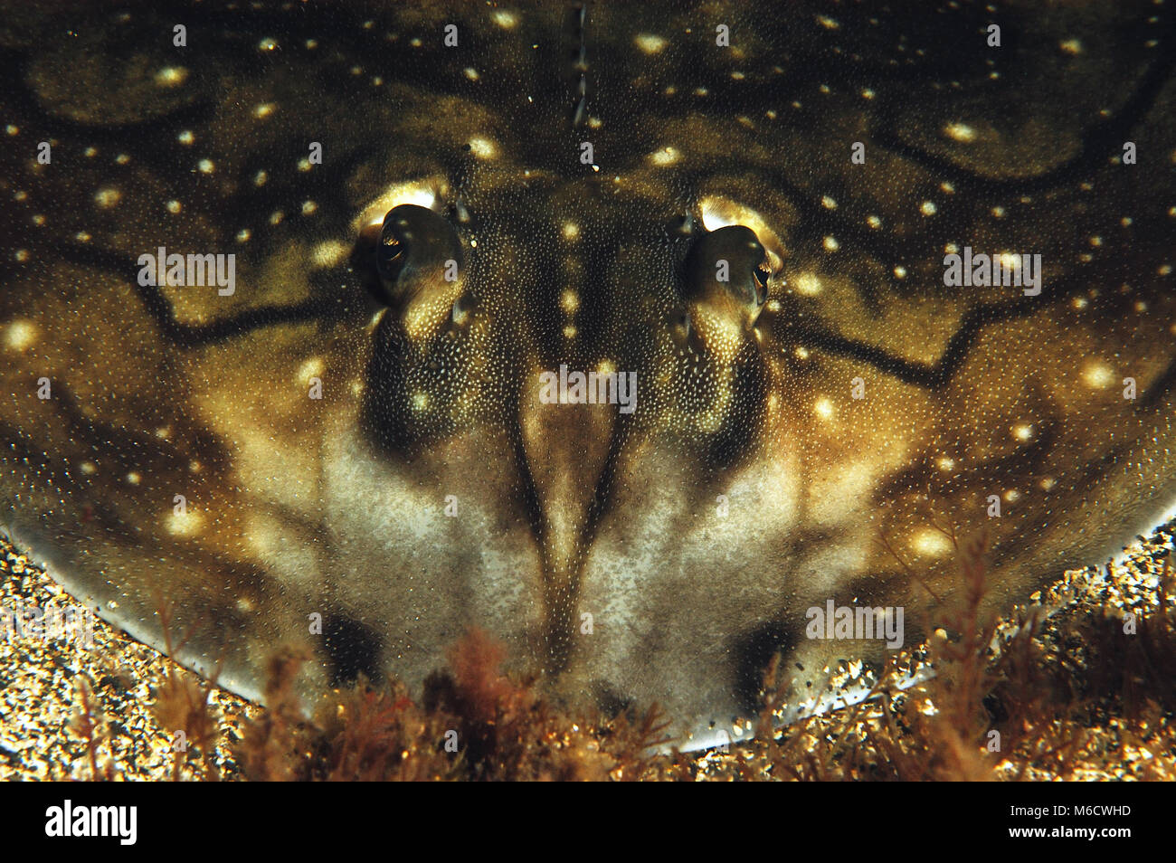 Undulate ray hi-res stock photography and images - Alamy