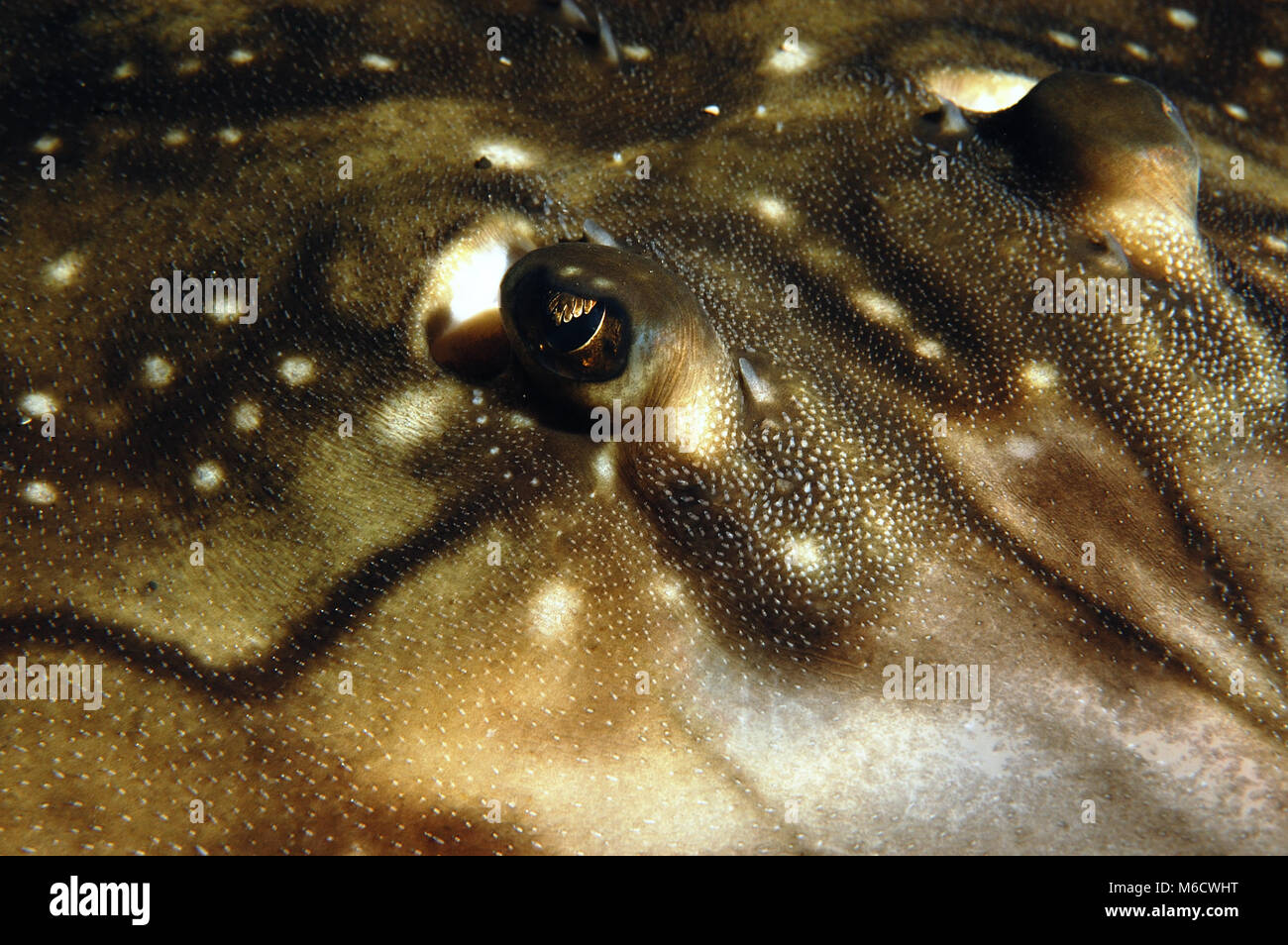 Undulate ray Raja undulata Stock Photo - Alamy