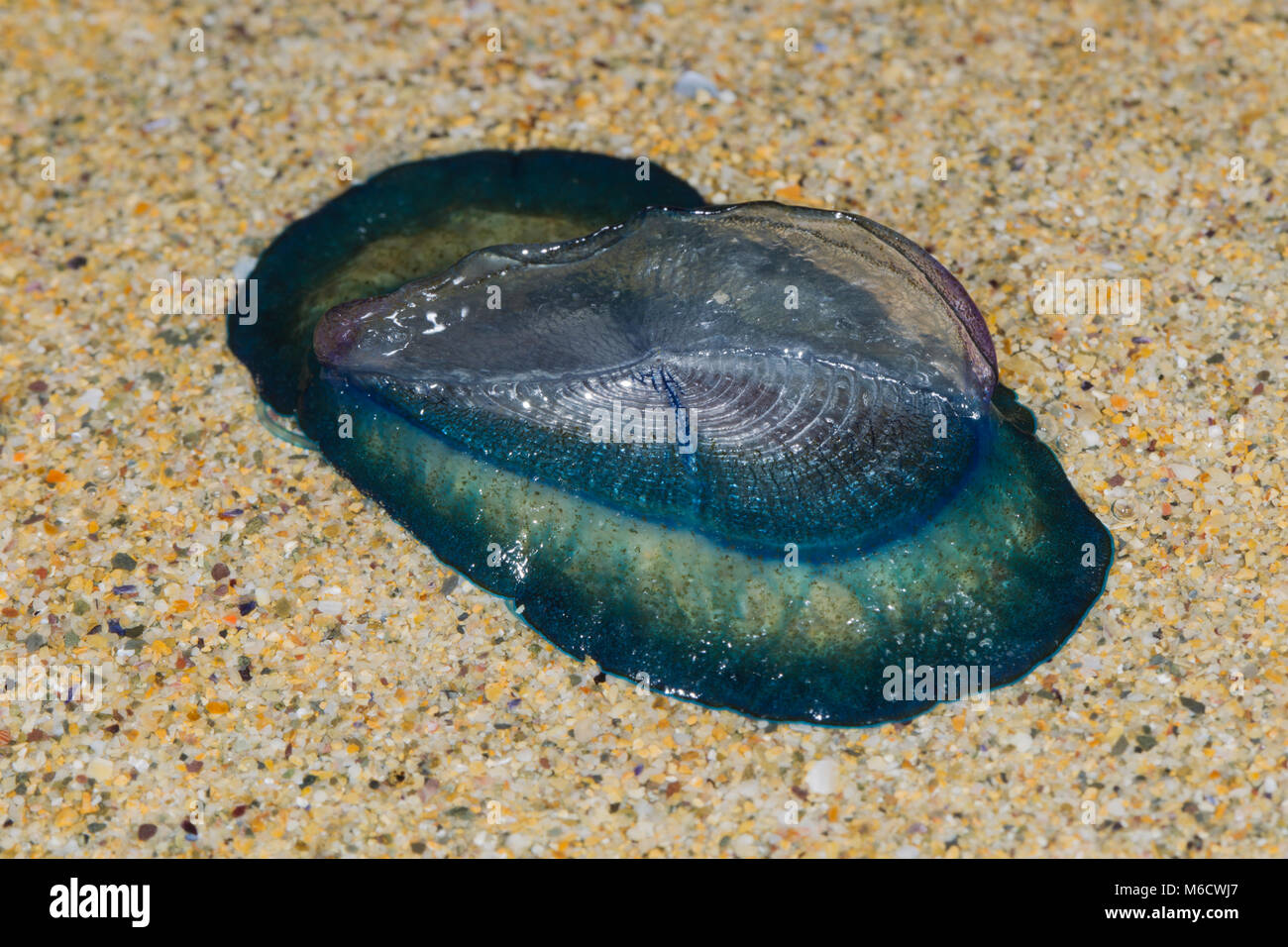 Velella velella uk hi-res stock photography and images - Alamy
