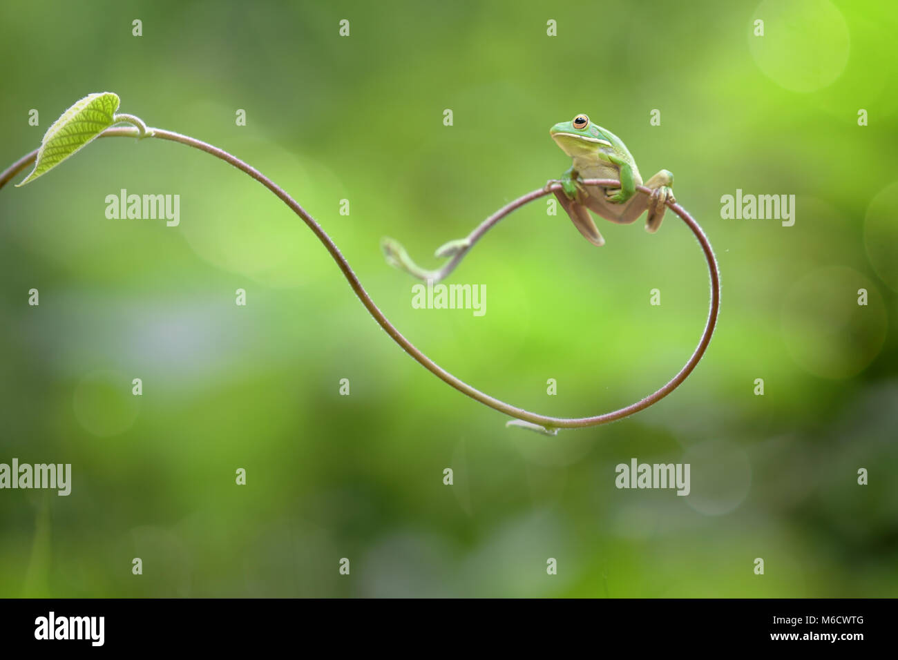 amphibians, animal, animals, animalwildlife Stock Photo - Alamy