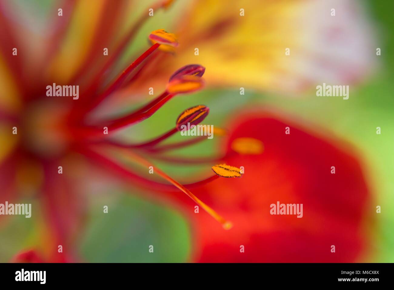 Malinche flame tree hi-res stock photography and images - Alamy