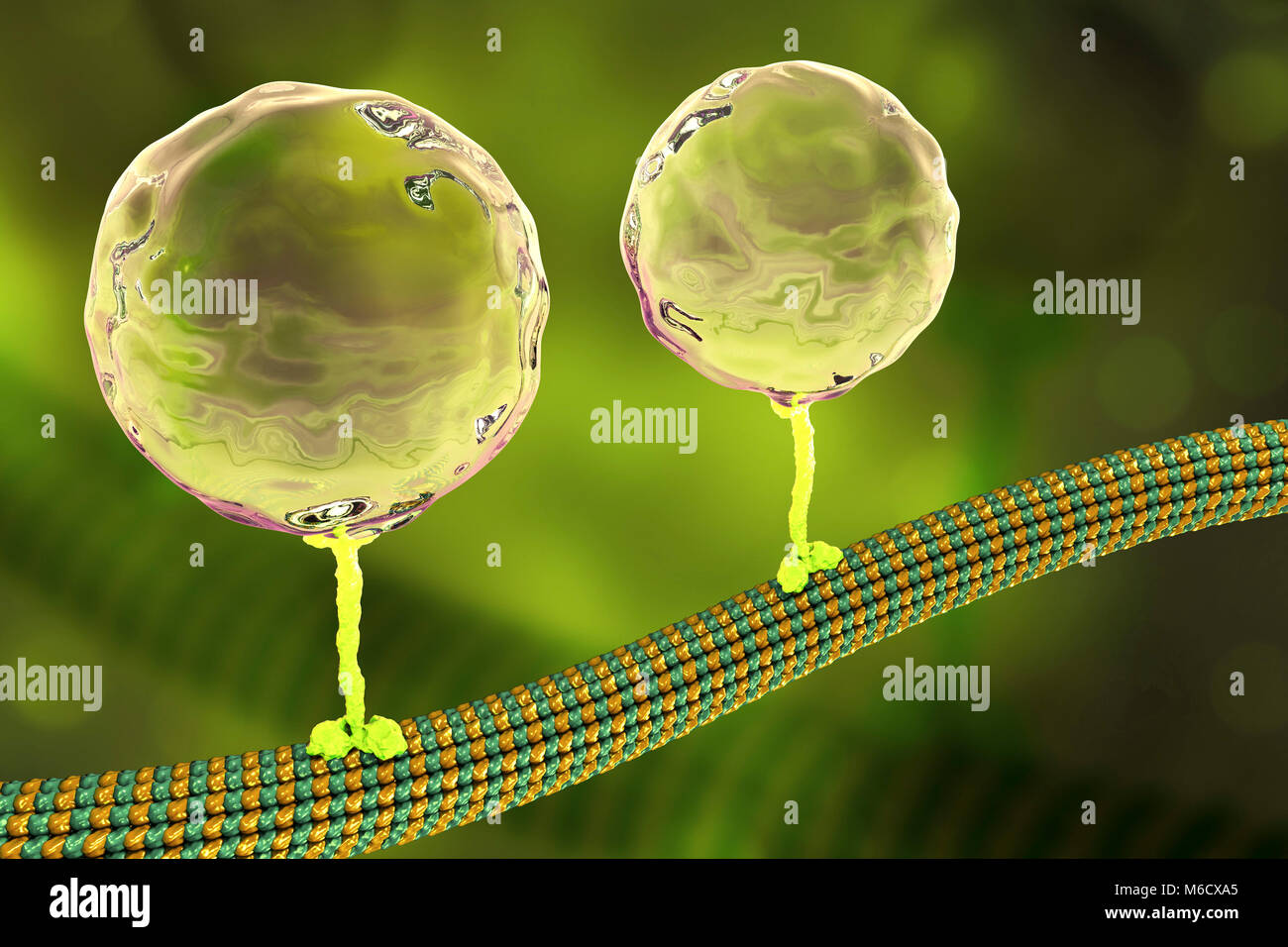 Vesicles hi-res stock photography and images - Alamy