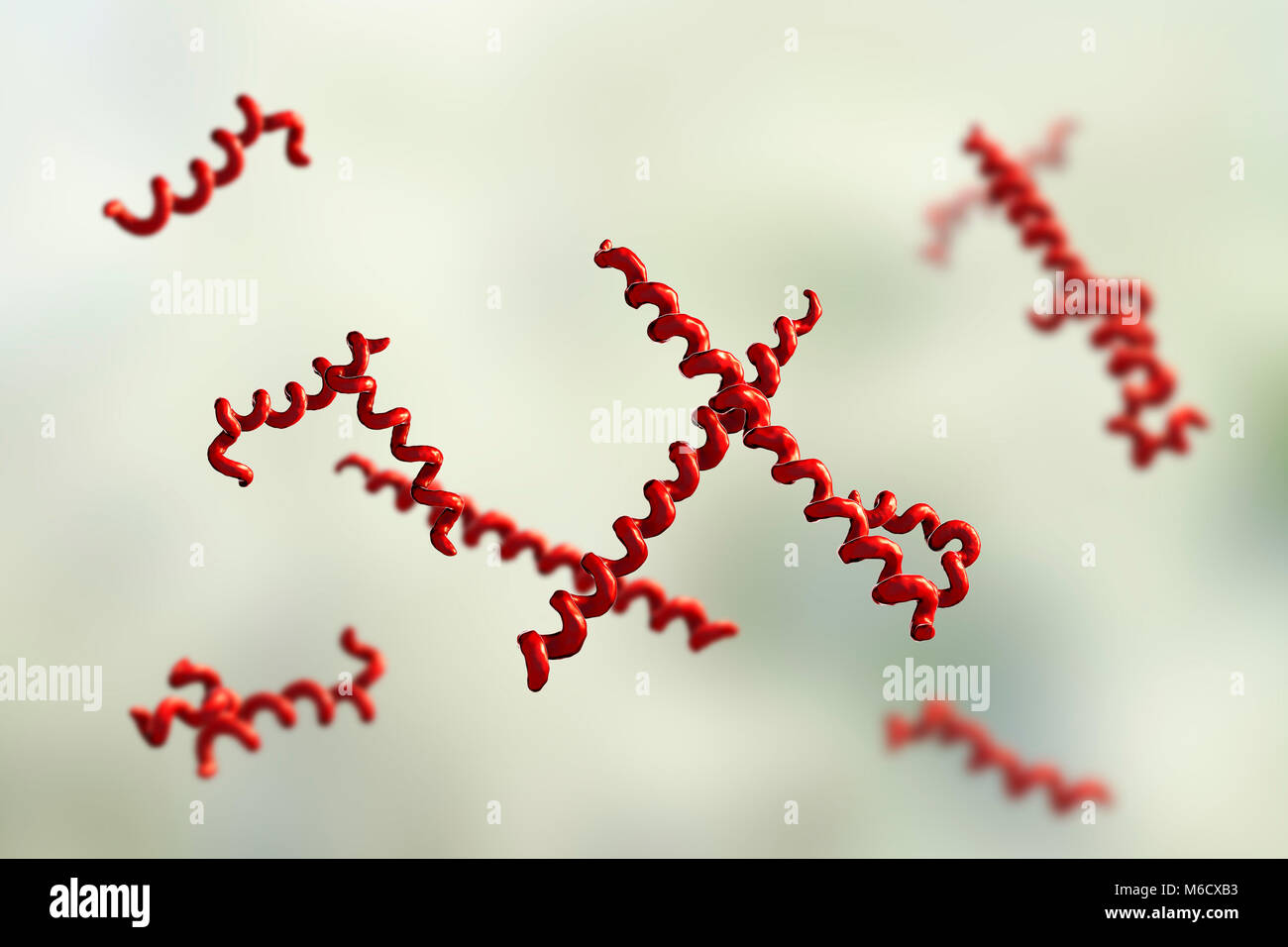 Treponema denticola bacteria, computer illustration. This spirochaete ...