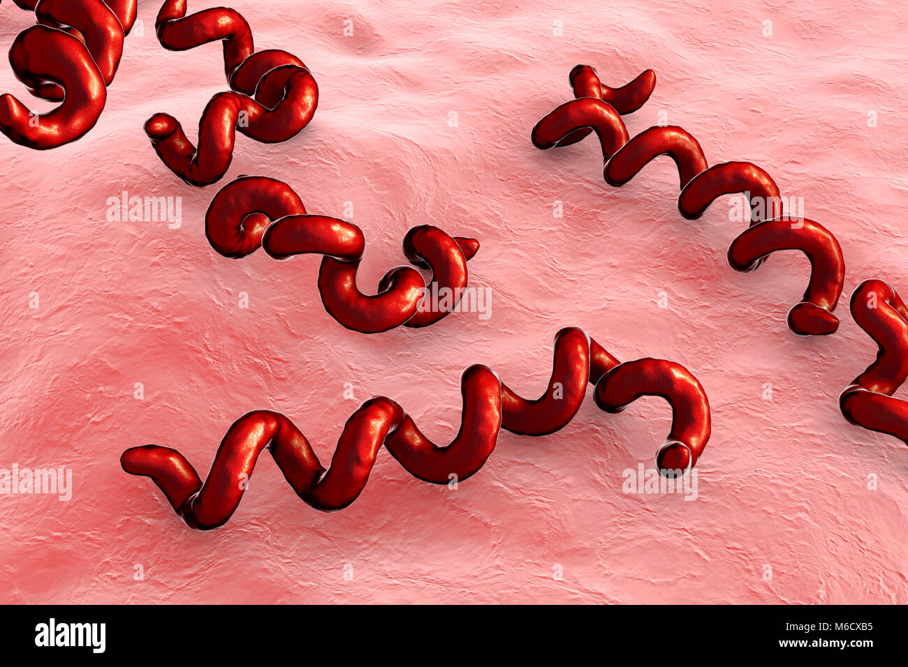 Syphilis pathogen hi-res stock photography and images - Alamy