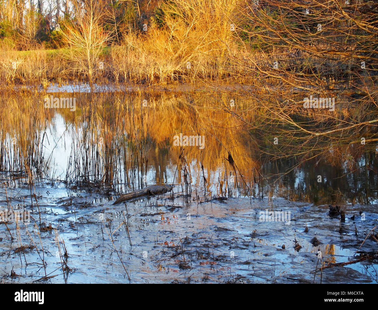 An alligator slips through the mud into the water in the marshlands at ...
