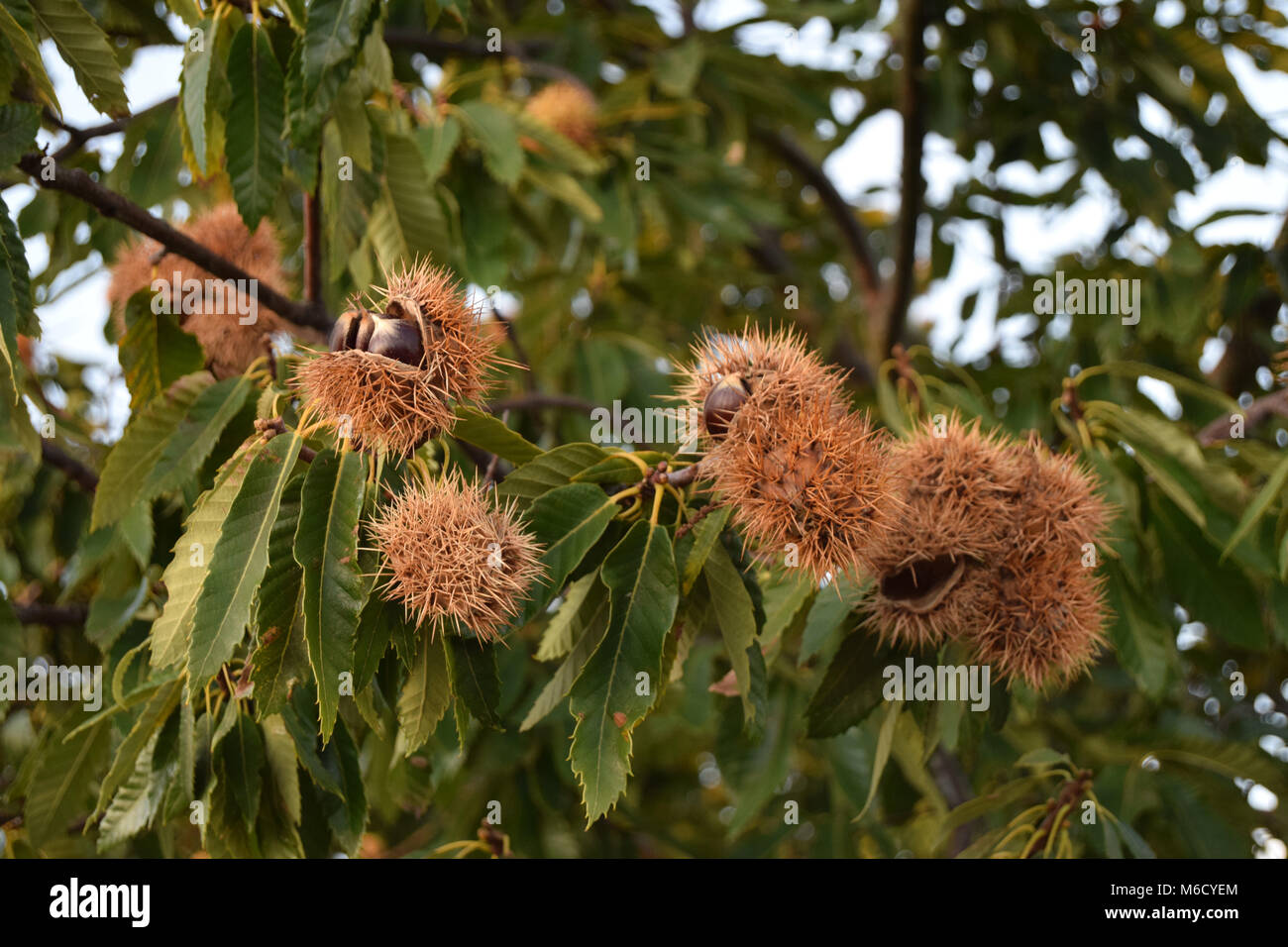 Cheastnut culture hi-res stock photography and images - Alamy
