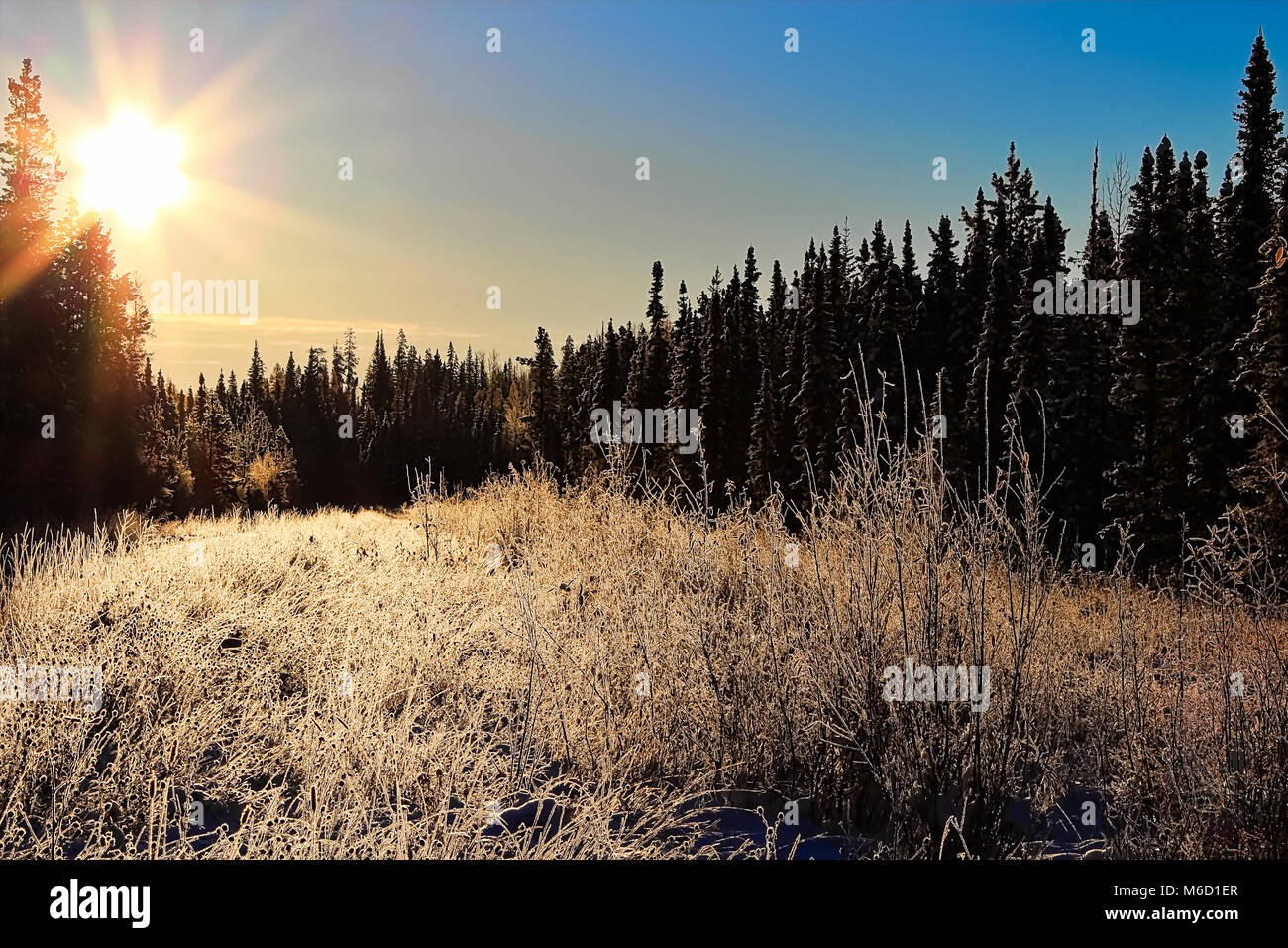 Canada muskeg winter hi-res stock photography and images - Alamy