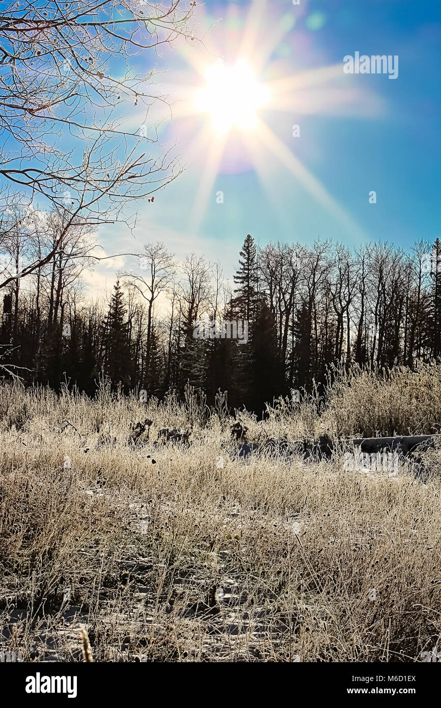 Canada muskeg winter hi-res stock photography and images - Alamy