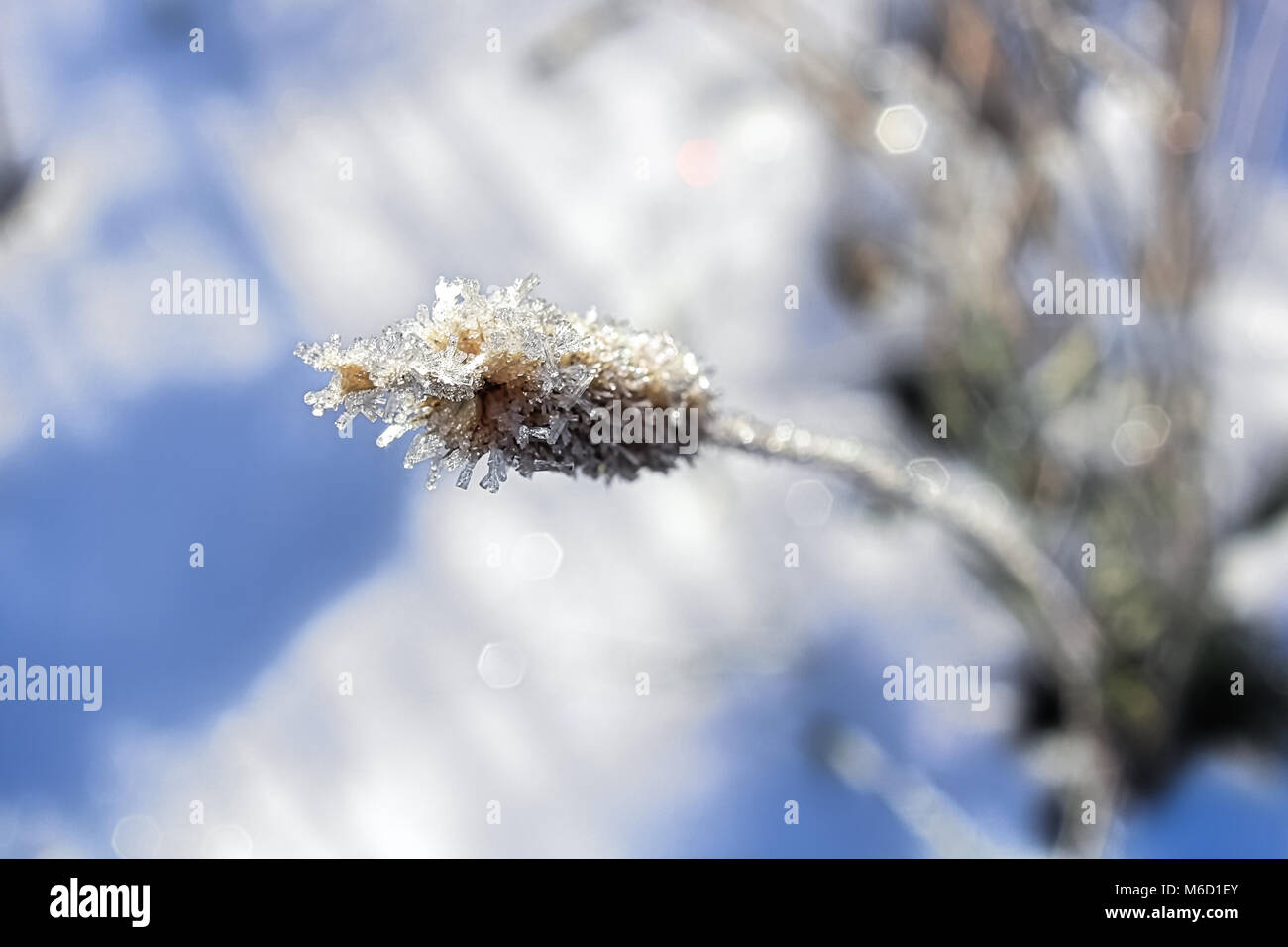 Macro view of hoar frost covering a grass head Stock Photo - Alamy