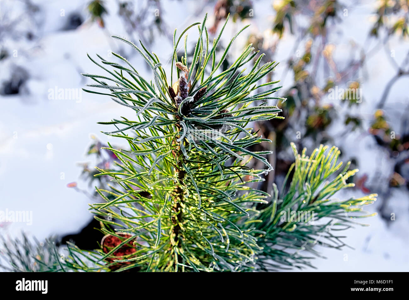 Spruce tree top hi-res stock photography and images - Alamy