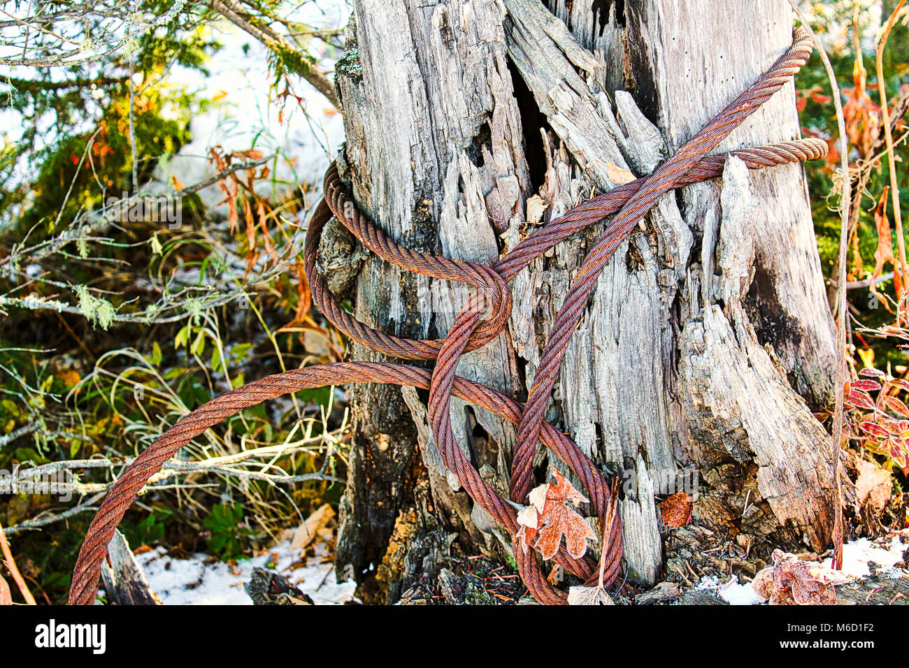 An old rusty cable wrapped around a dead tree trunk Stock Photo - Alamy