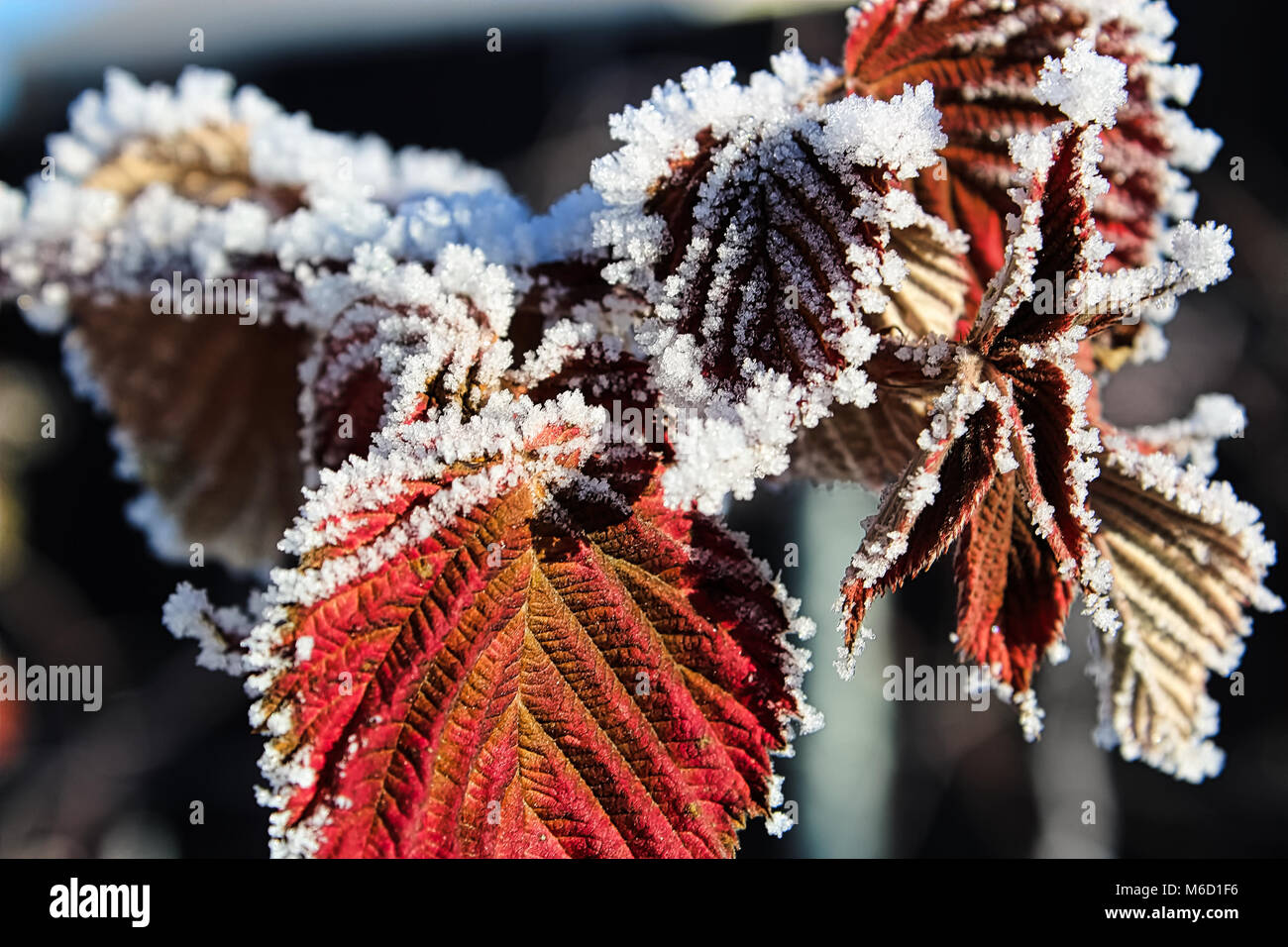 Dried red raspberry leaves covered in hoar frost Stock Photo - Alamy