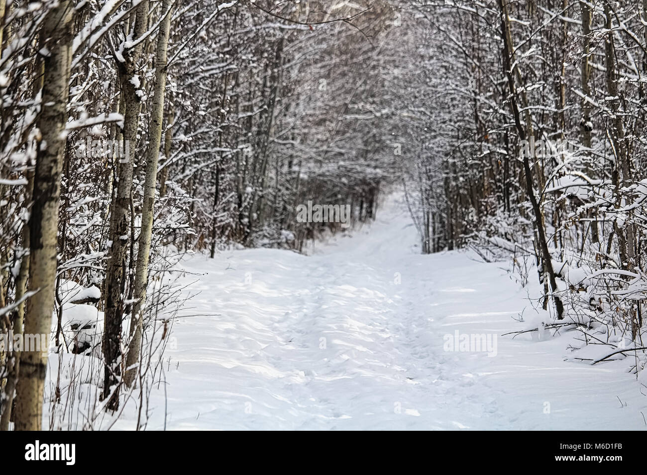 Hiking down a forest path in winter Stock Photo - Alamy