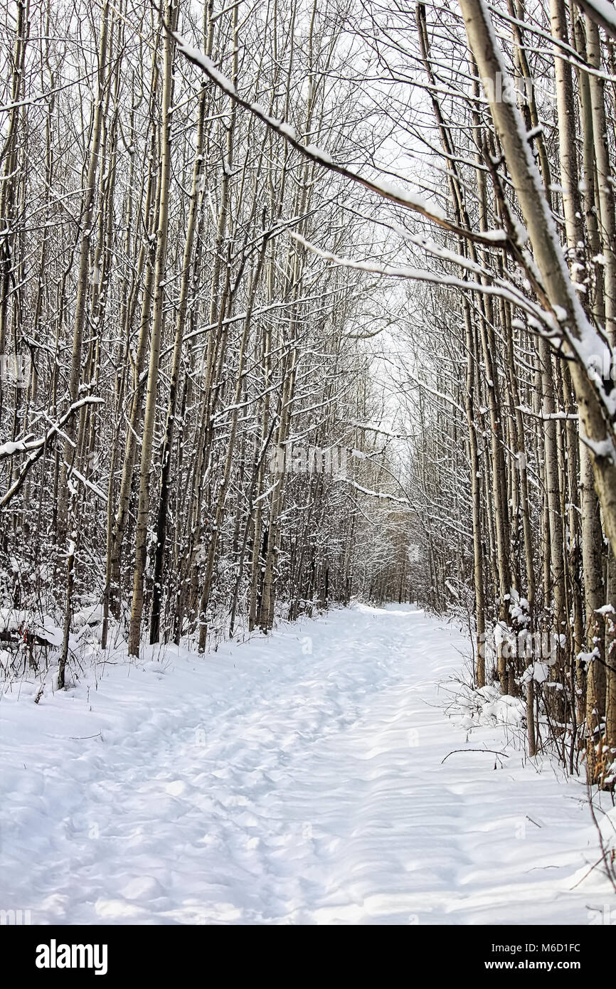 Hiking down a forest path in winter Stock Photo - Alamy