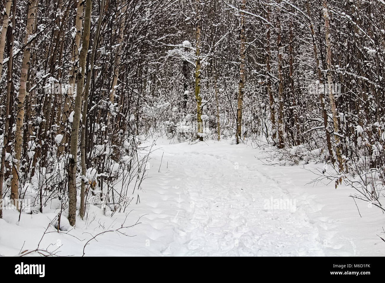 A hiking path during winter disappearing around a corner Stock Photo ...