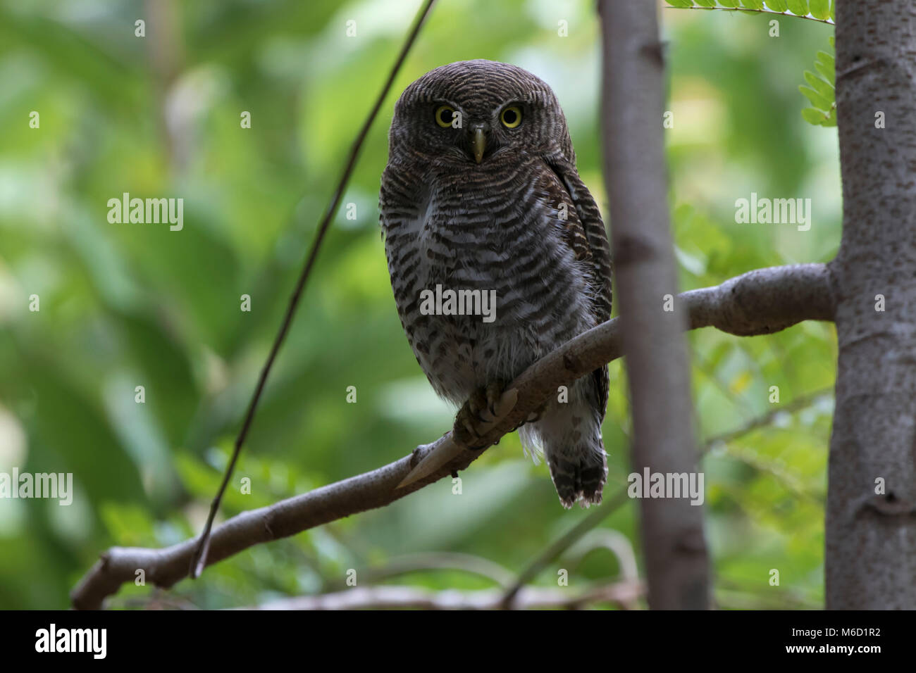 jungle owlet who sits on a tree branch in the forest more often on a ...
