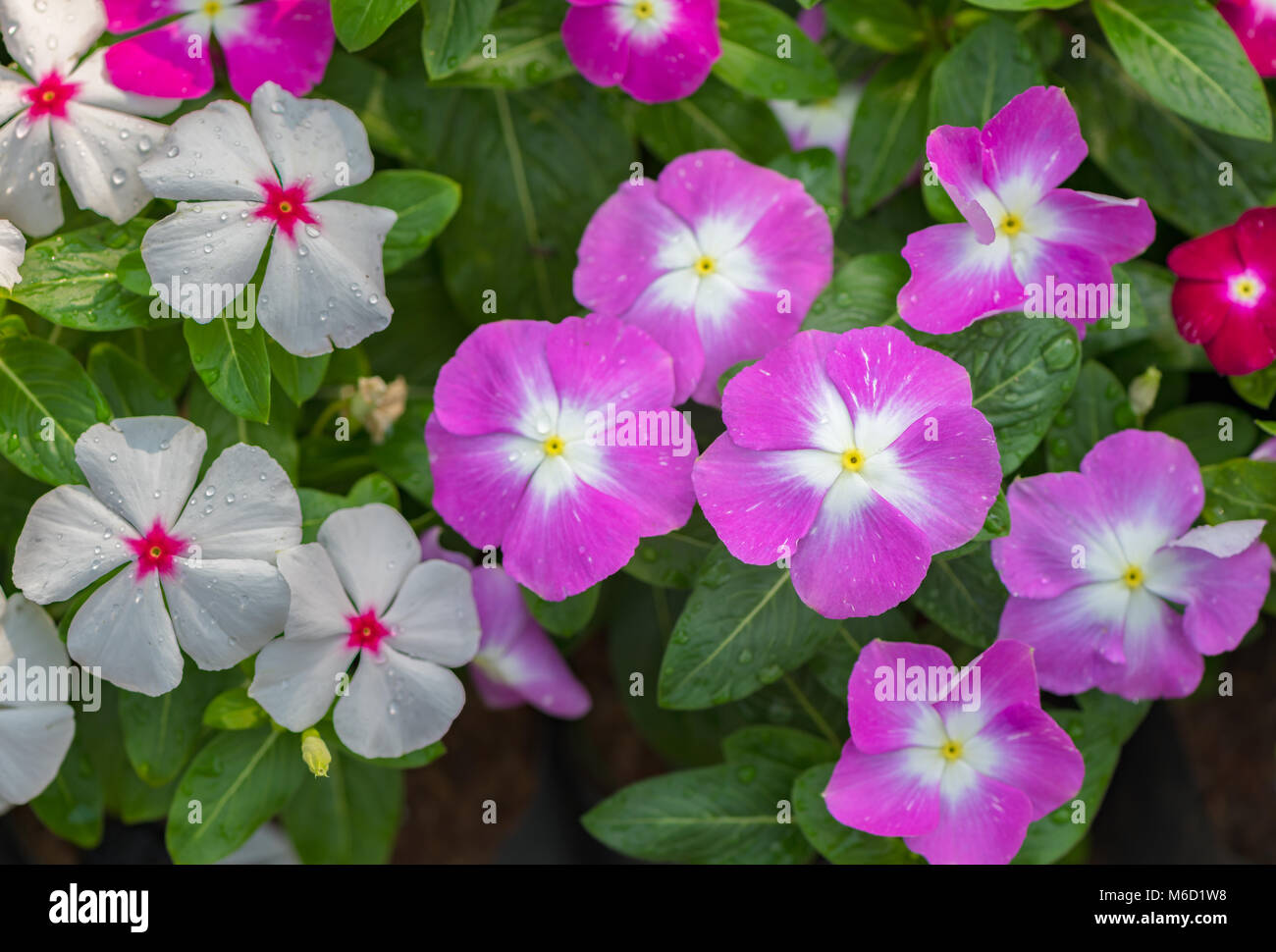 Indian periwinkle hi-res stock photography and images - Alamy