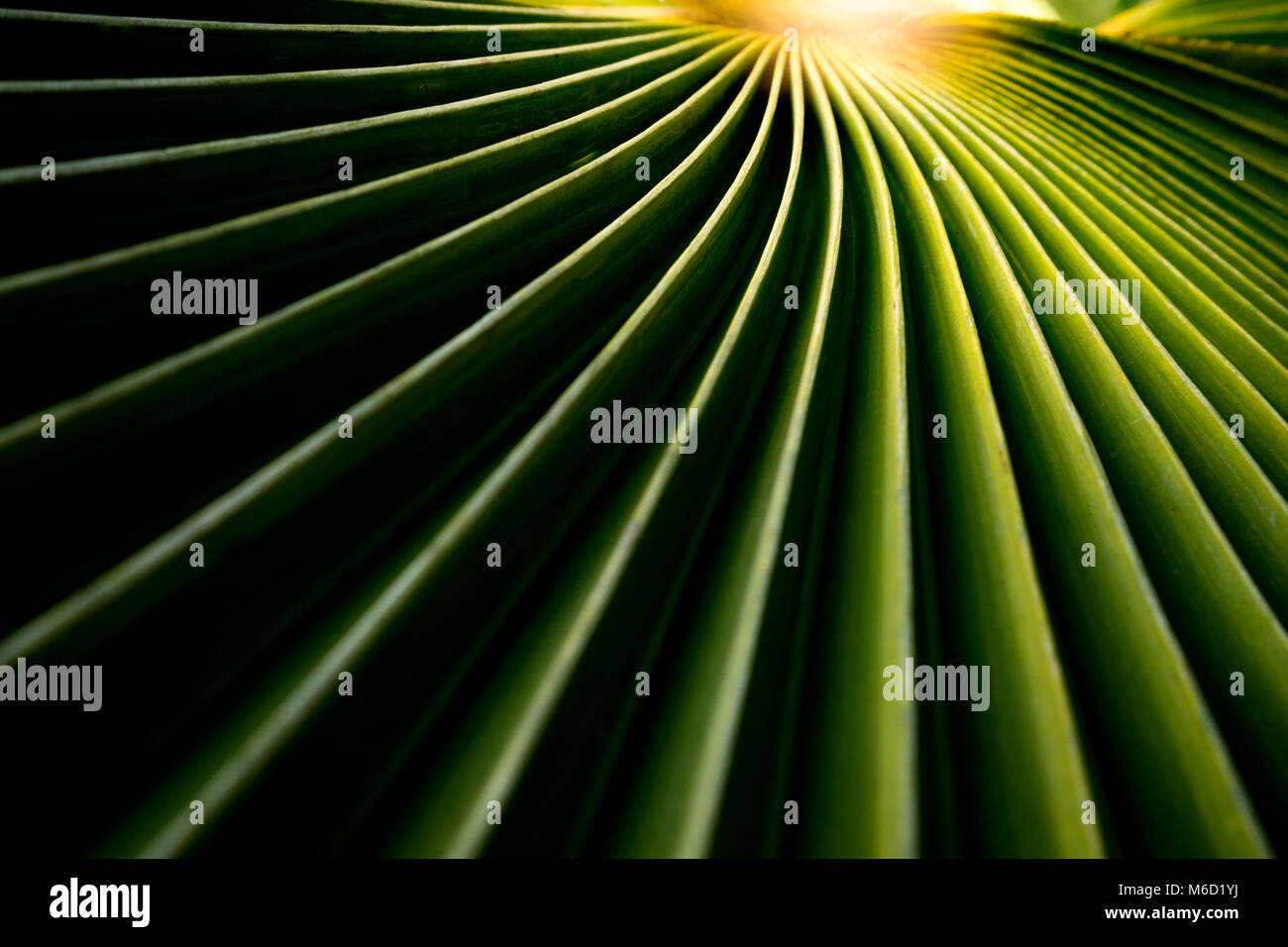 Fiji fan palm, Pritchardia pacifica, Natural background texture Stock ...