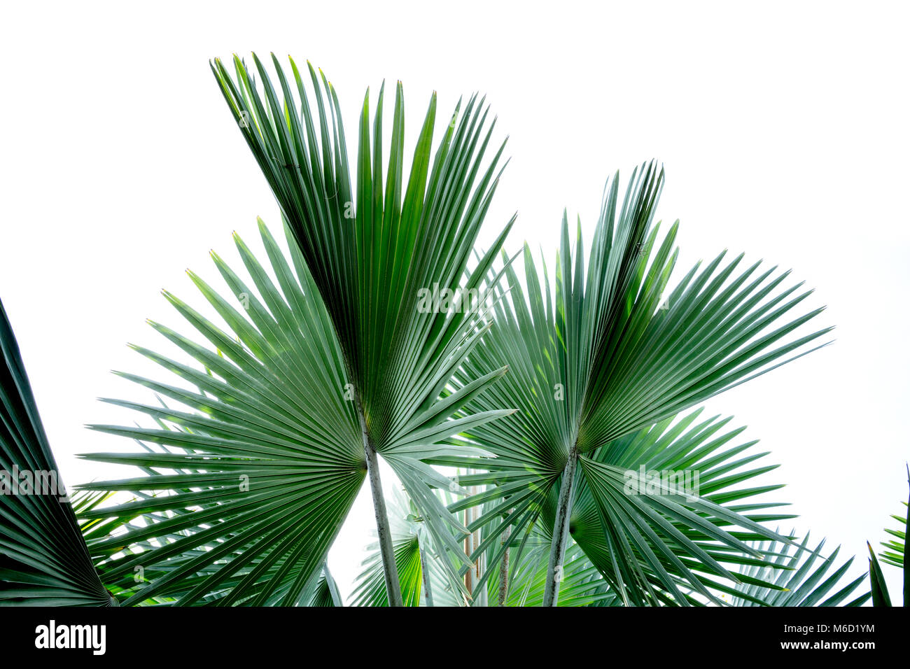 Fiji fan palm Stock Photo - Alamy
