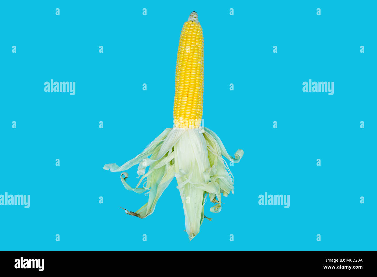 Creative layout made of corn on blue background Stock Photo - Alamy