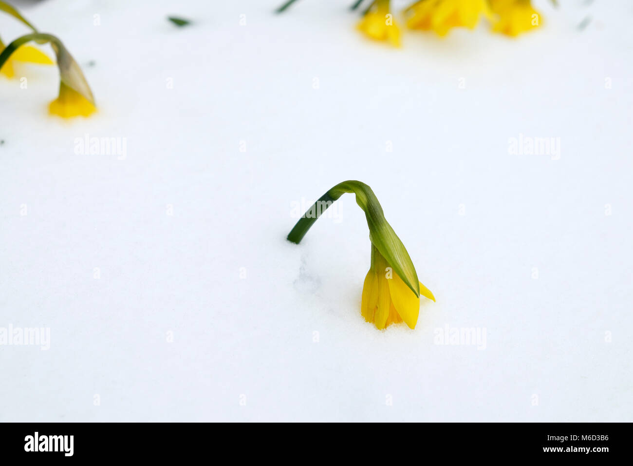 Drooping flowers in garden hi-res stock photography and images - Alamy