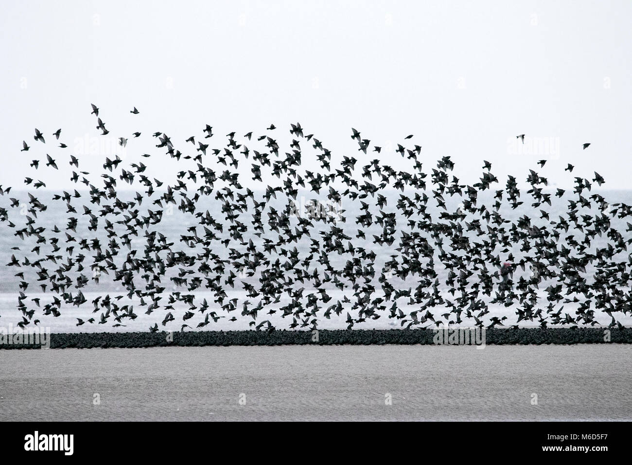 flock fly animal starling flight swarm bird dusk murmuration blackpool ...