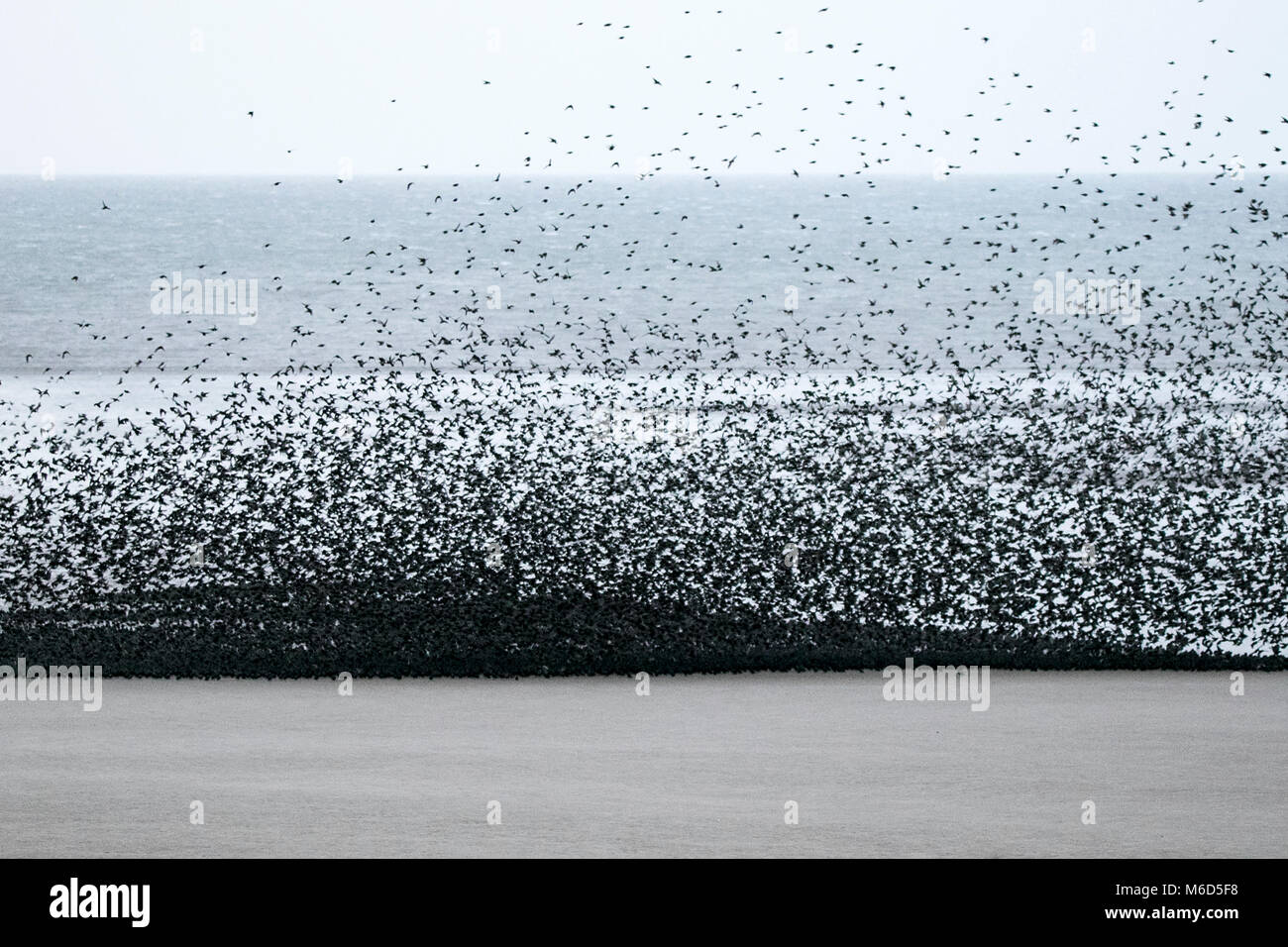 flock fly animal starling flight swarm bird dusk murmuration blackpool ...