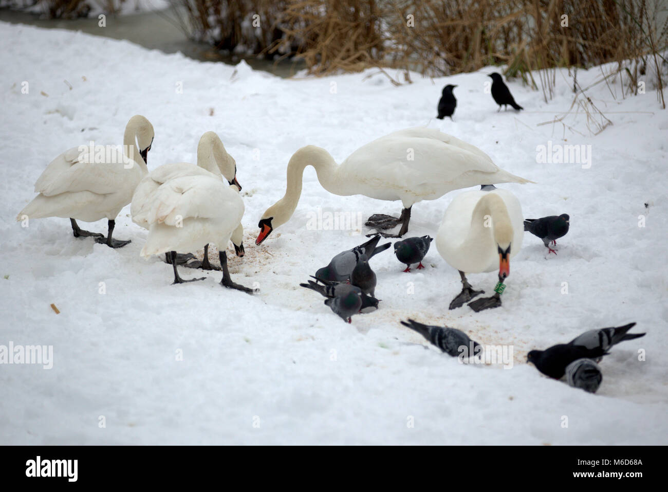 Beast feeding hi-res stock photography and images - Alamy